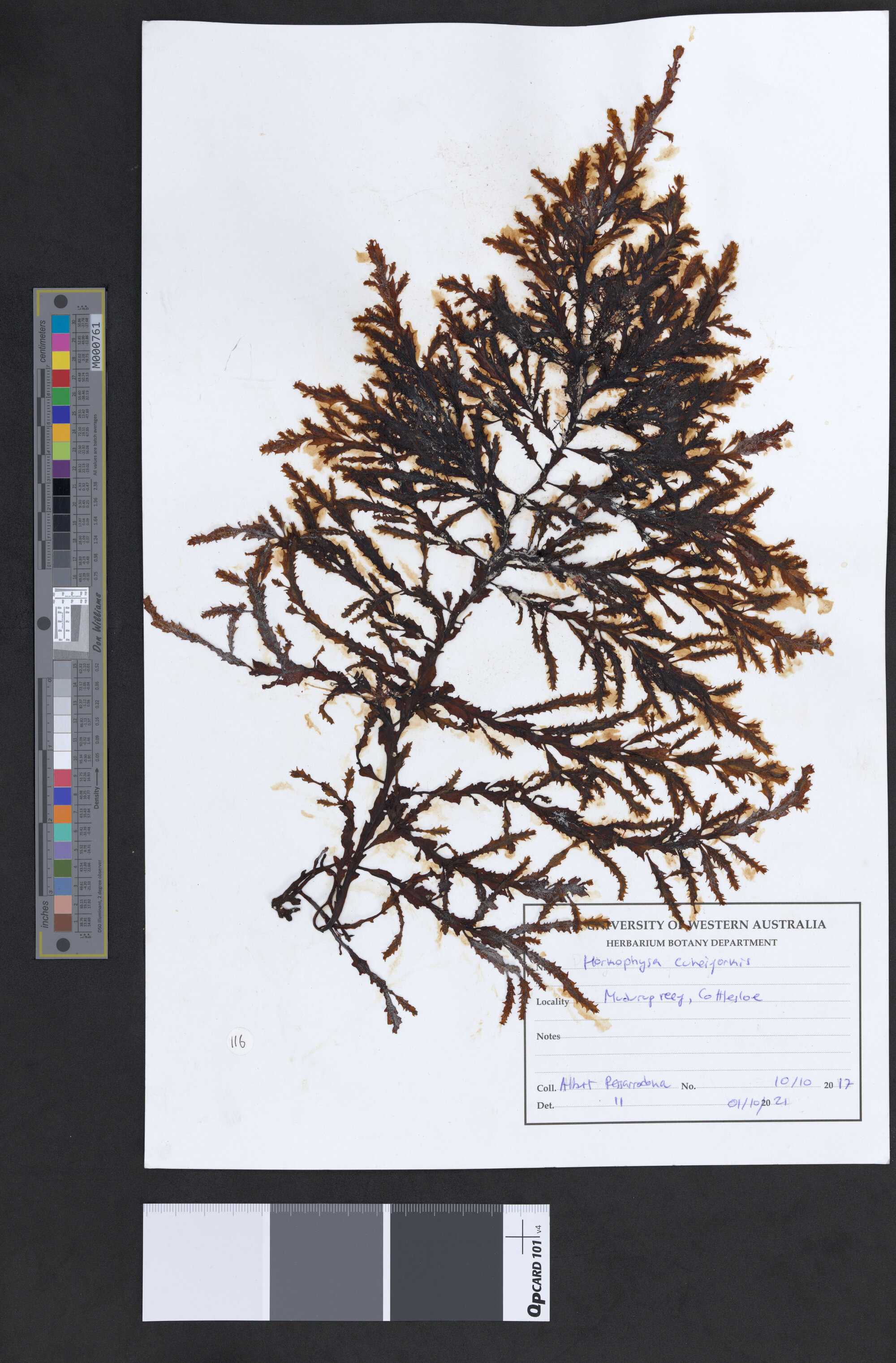 Hormophysa cuneiformis | UWA Collected
