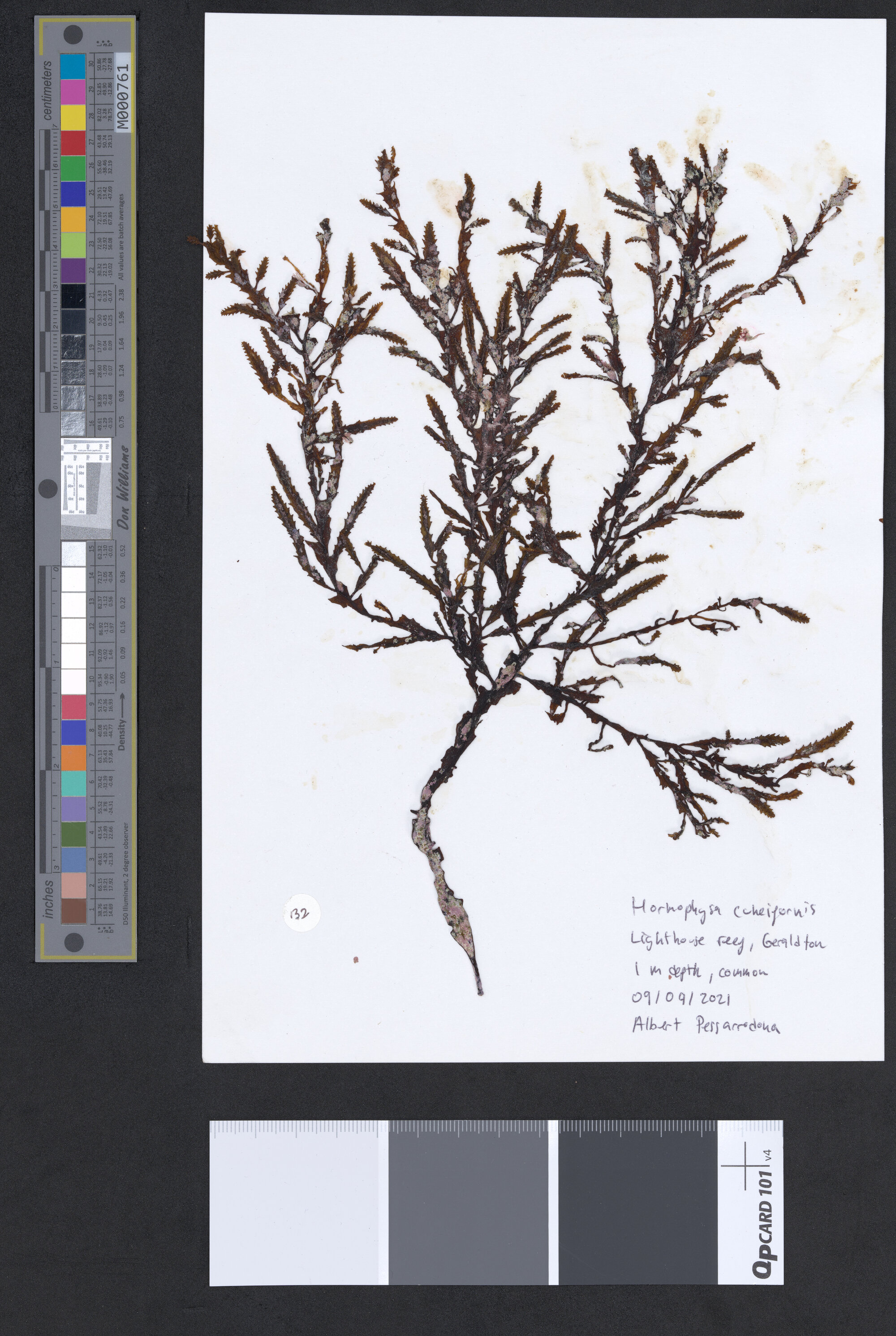 Hormophysa cuneiformis | UWA Collected